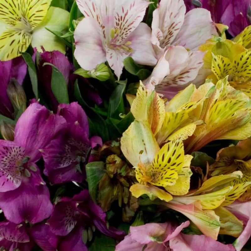 The Best Flower Bouquets | SAME-DAY DELIVERY BY 2PM