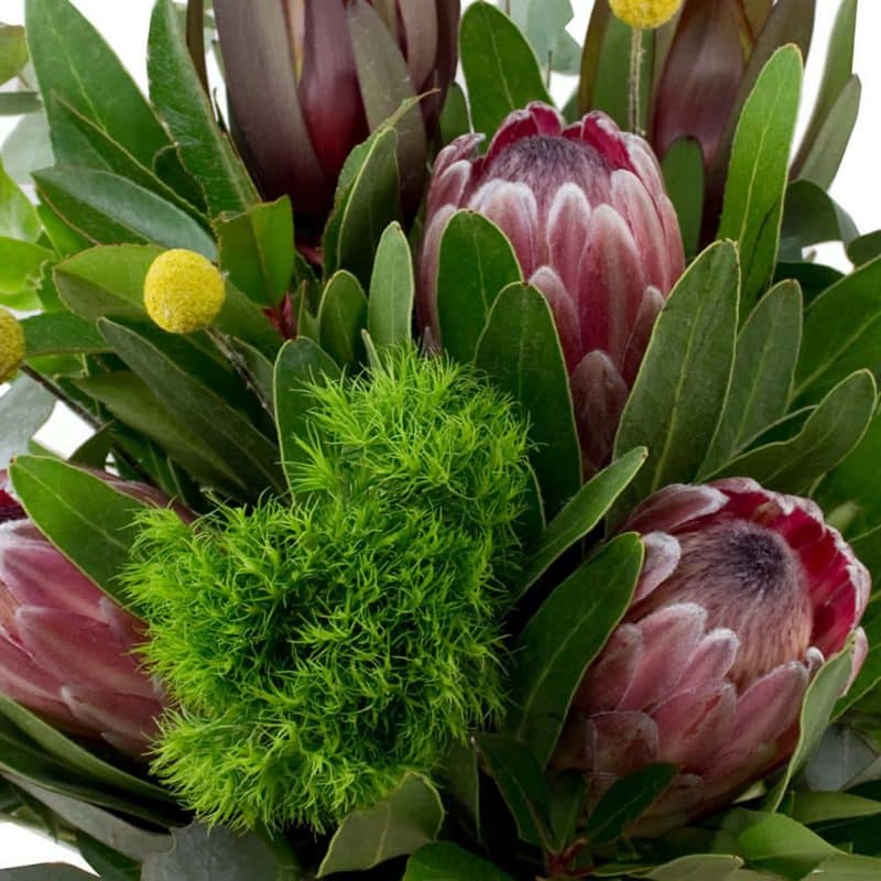 Brisbane Flower Delivery | Same-Day Flowers by 2PM