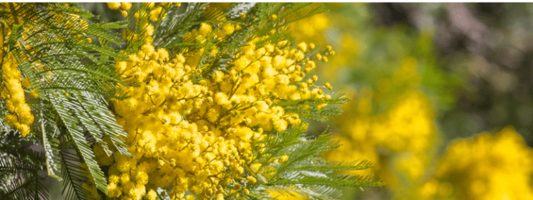 The Golden Wattle: Australia’s National Flower | The Flower Company